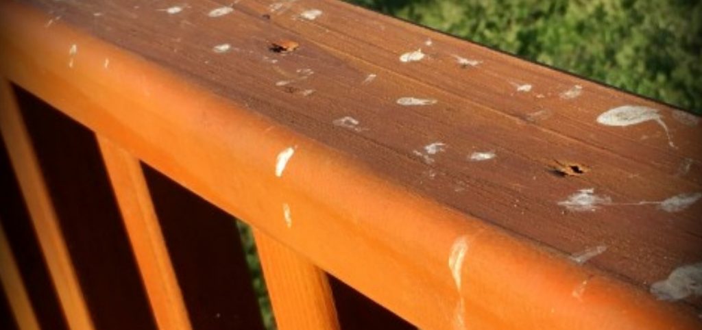 How to Clean Bird Poop off the Deck – Nels Garage
